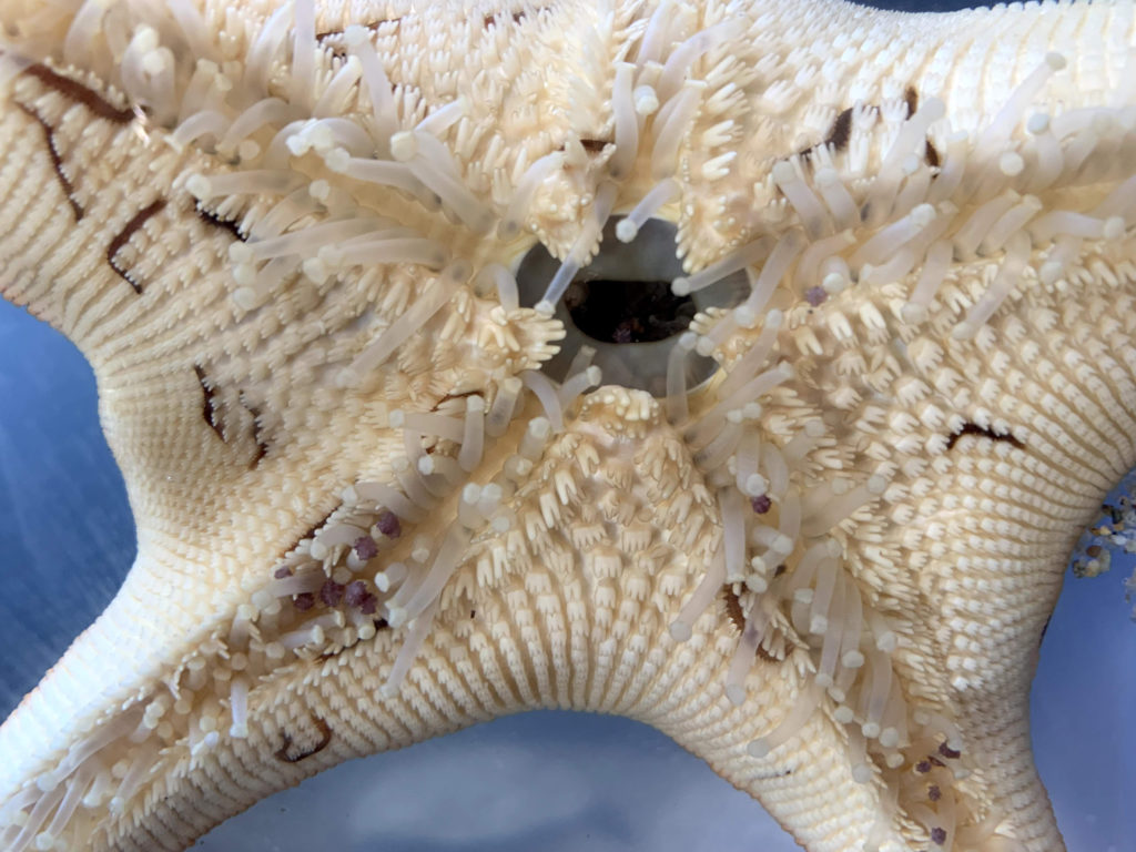 Bat Star - Aquarius Aquarium Institute