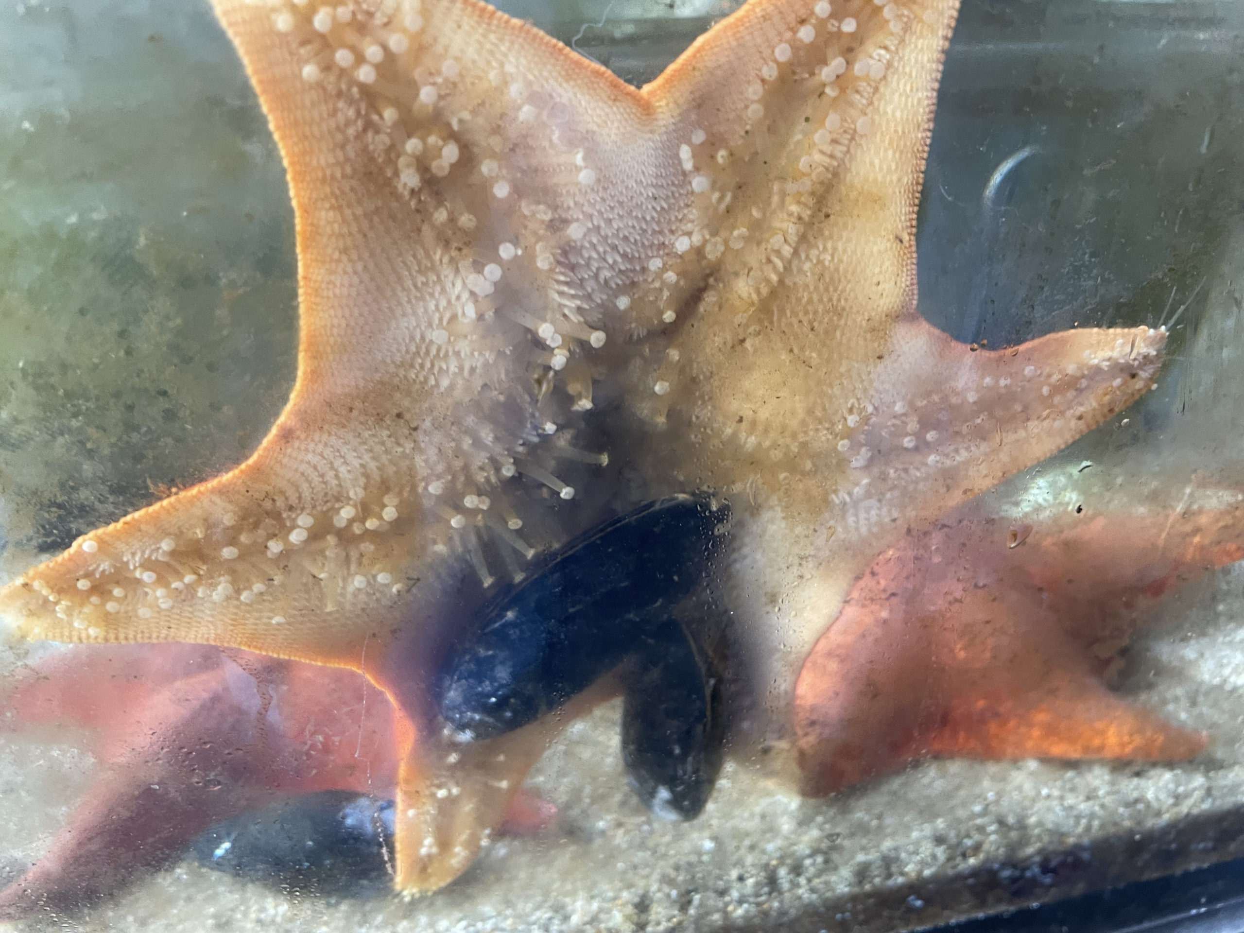 Bat Star - Aquarius Aquarium Institute